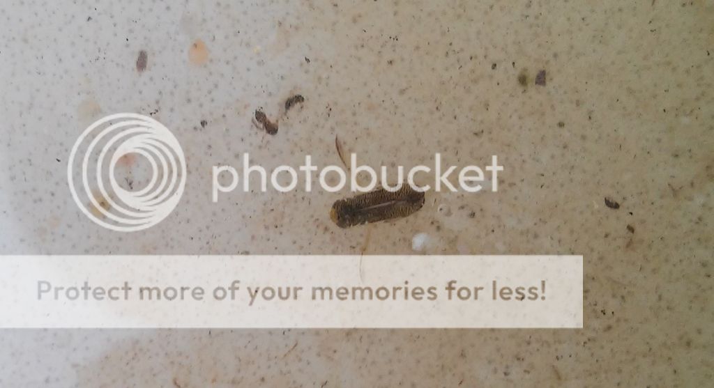 [California]What is this aquatic insect in a temporary (3 days old ...