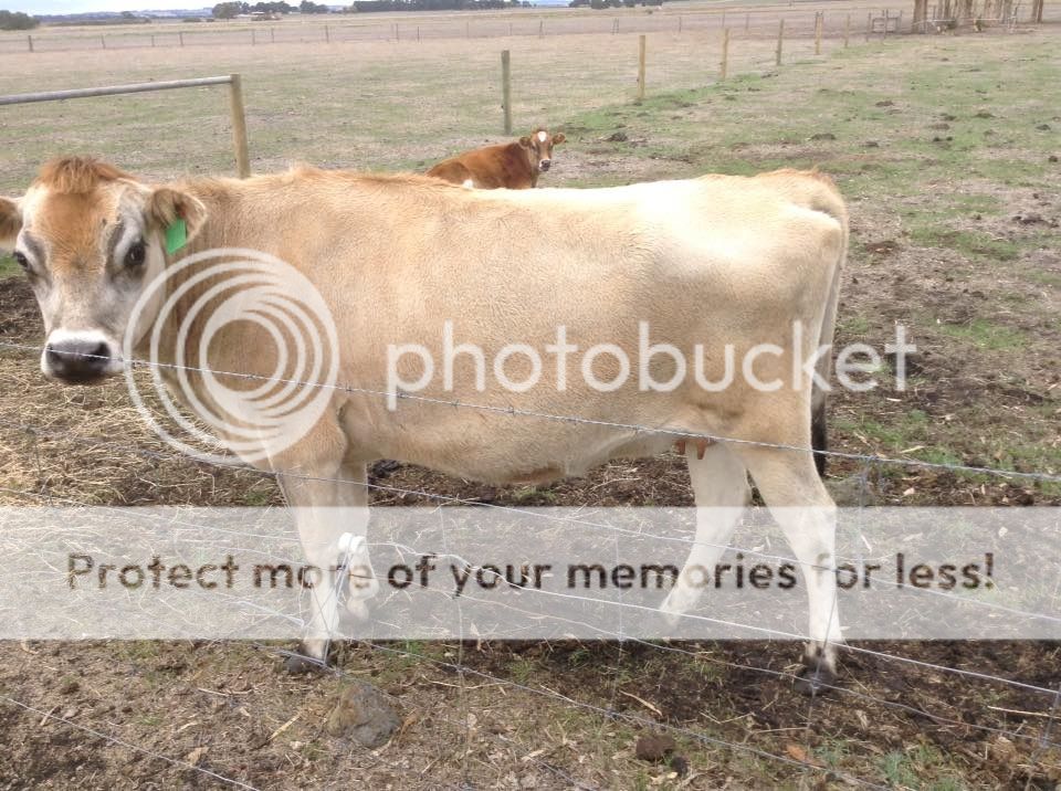 Heifer's udder development | Keeping A Family Cow