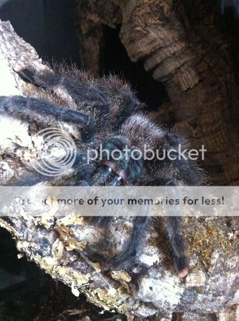 Chancey's Hairy Beasts! | Reptile Forums