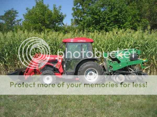 Food Plot Screen Egyptian Wheat | Deer Hunter Forum