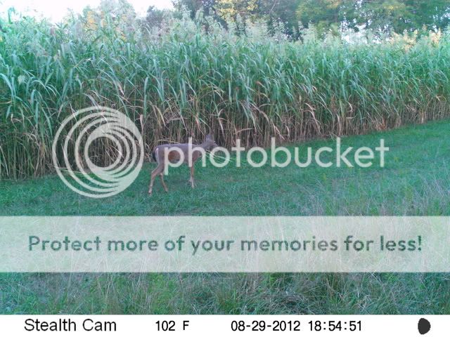 Food Plot Screen Egyptian Wheat | Deer Hunter Forum