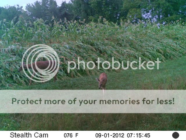 Food Plot Screen Egyptian Wheat | Deer Hunter Forum