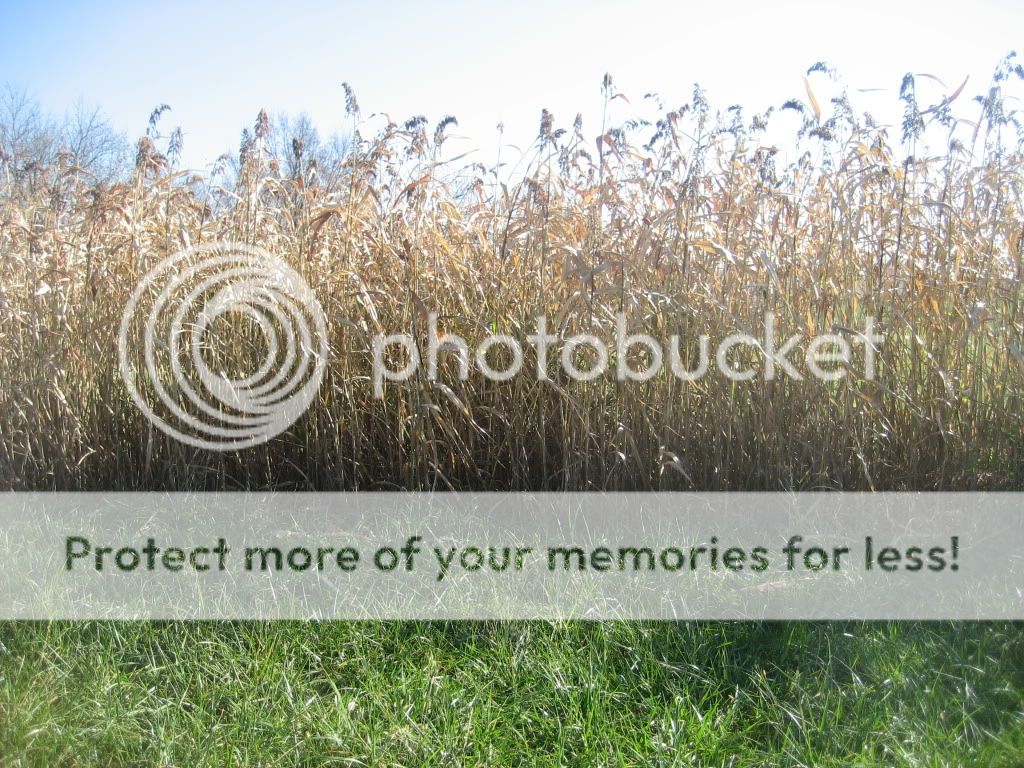 Food Plot Screen Egyptian Wheat | Deer Hunter Forum